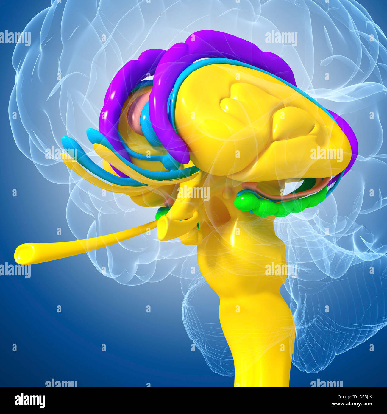 Brain Anatomy Artwork Stock Photo Alamy Brain Anatomy Artwork Stock Photo Alamy