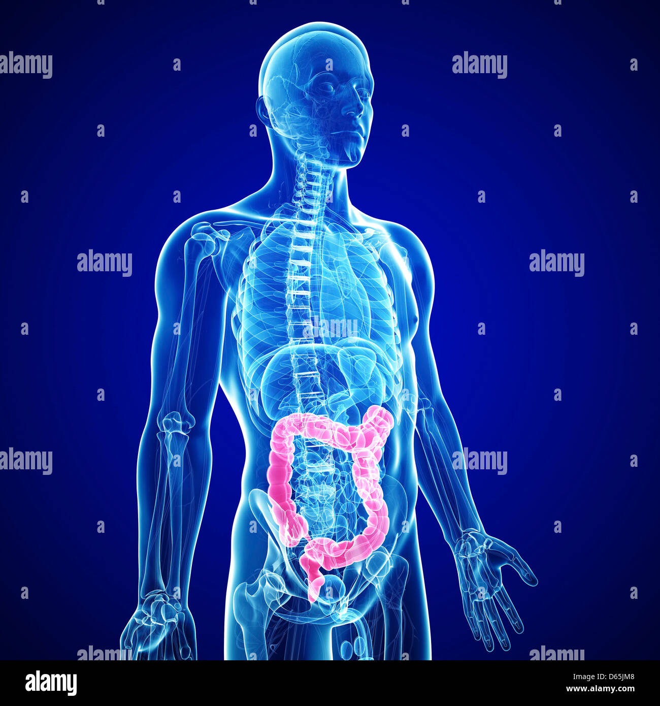 Male large intestines, artwork Stock Photo - Alamy