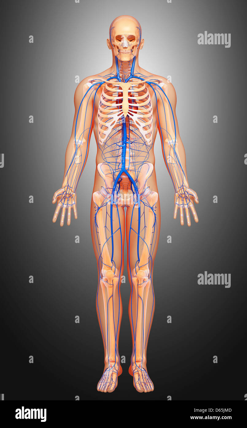 Human veins, artwork Stock Photo - Alamy