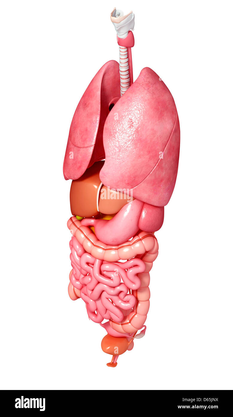 Normal Rectum High Resolution Stock Photography and Images - Alamy