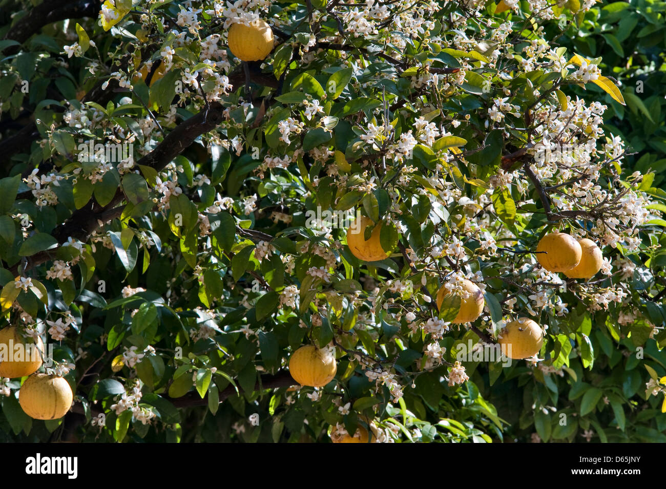 Grapefruit Tree Flower
