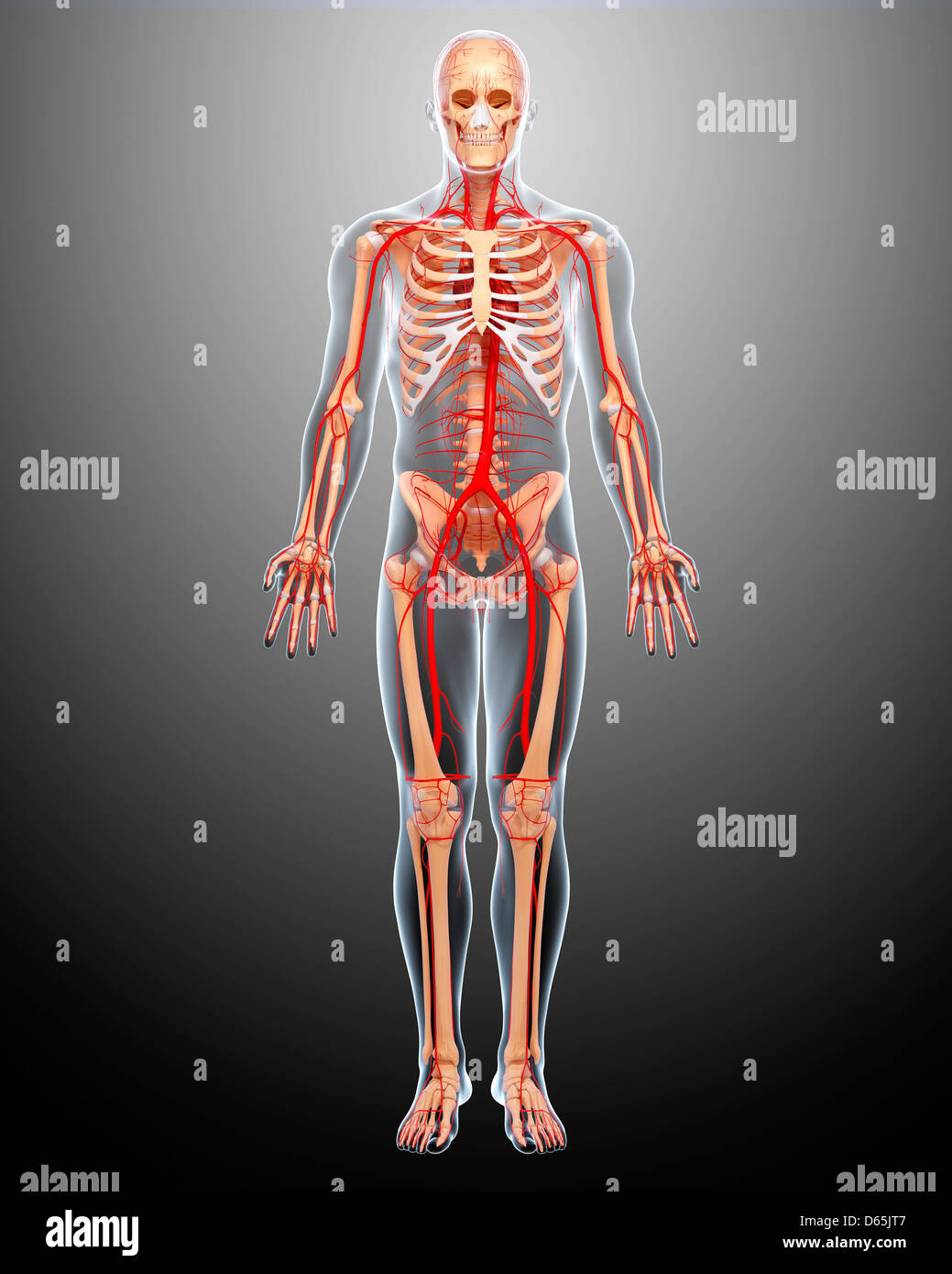 Human arteries, artwork Stock Photo - Alamy