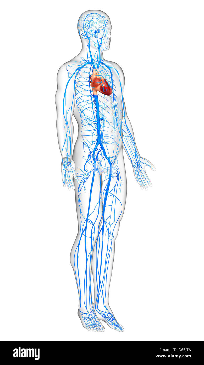 Human veins, artwork Stock Photo - Alamy