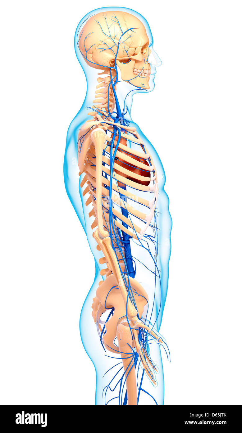 Human Body Veins Stock Photos & Human Body Veins Stock Images - Alamy