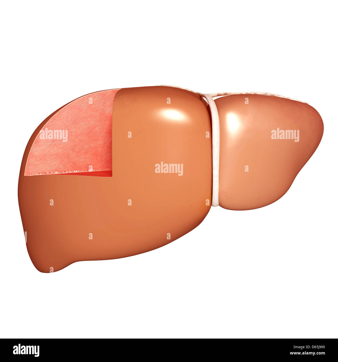 Healthy liver, artwork hi-res stock photography and images - Alamy