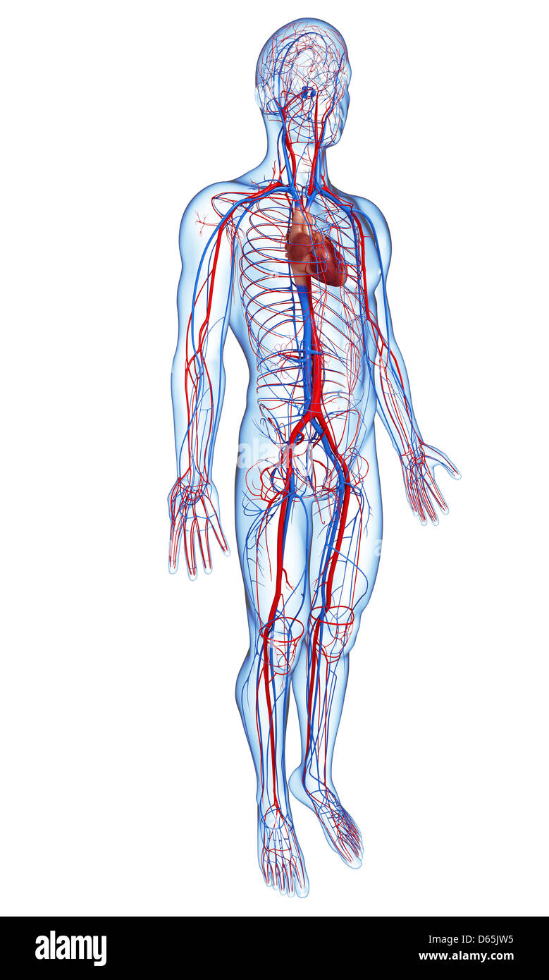 Cardiovascular system, artwork Stock Photo - Alamy
