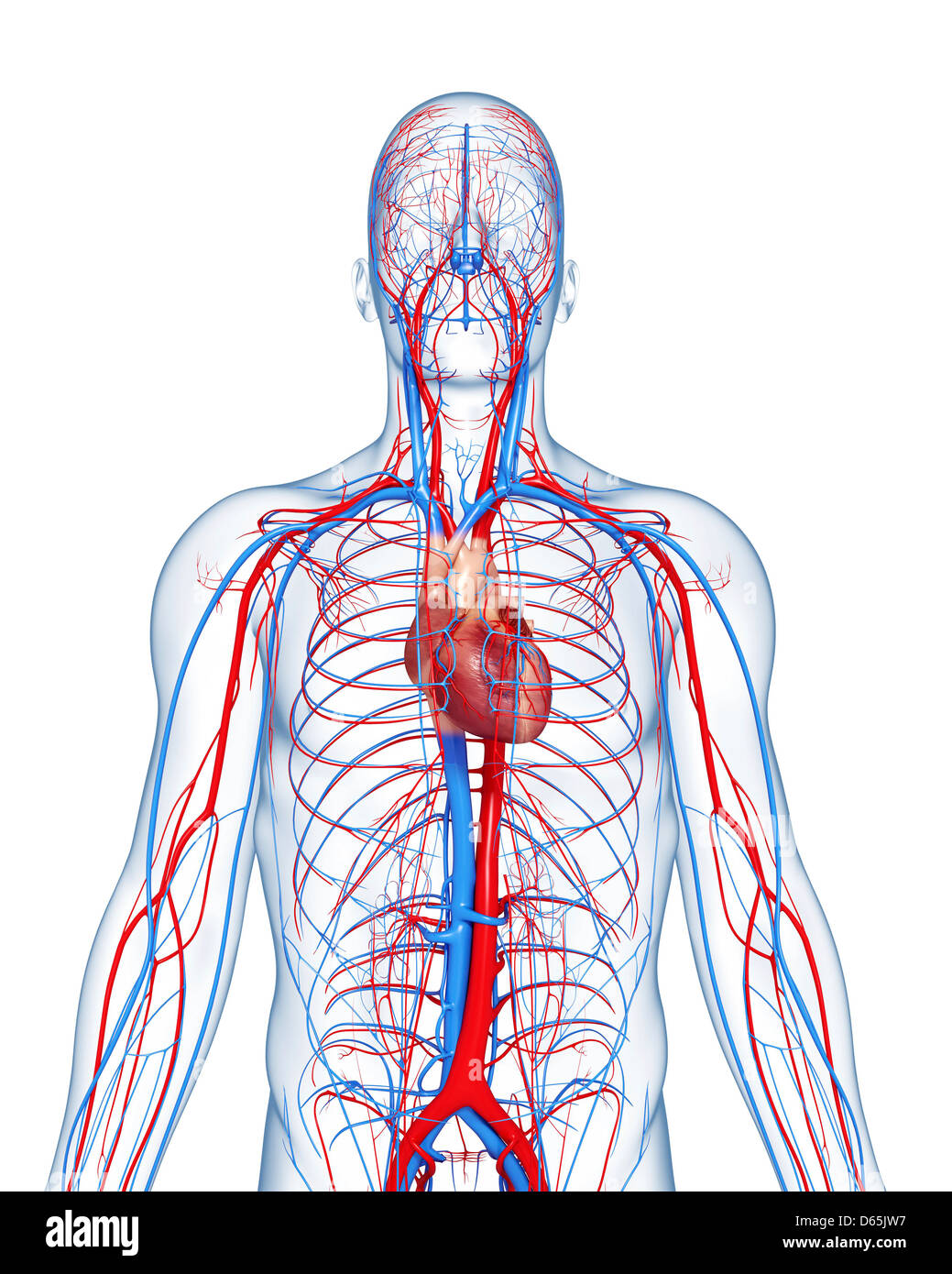 Cardiovascular system, artwork Stock Photo - Alamy