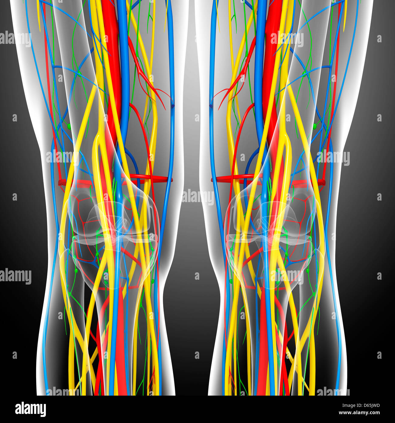 Blood supply knee hi-res stock photography and images - Alamy