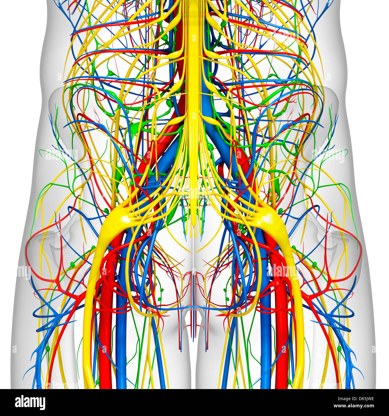 Pelvis anatomy, artwork Stock Photo - Alamy