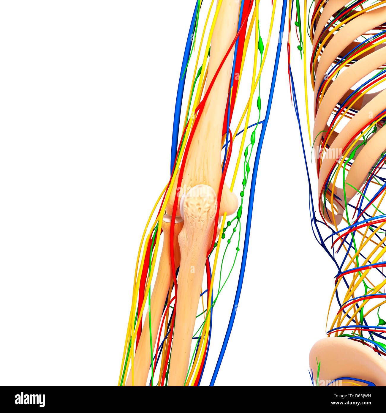Elbow anatomy, artwork Stock Photo - Alamy