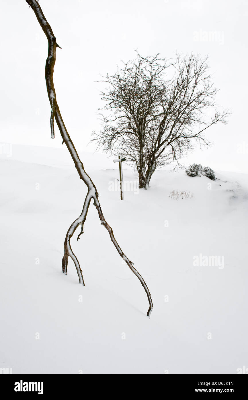 A tree branch broken by the snow during the hard late winter of 2013 ...
