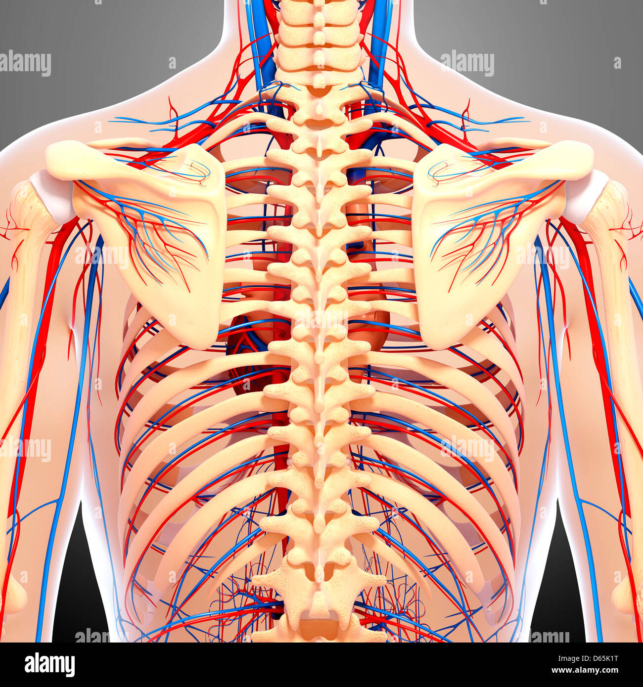 Back anatomy hi-res stock photography and images - Alamy