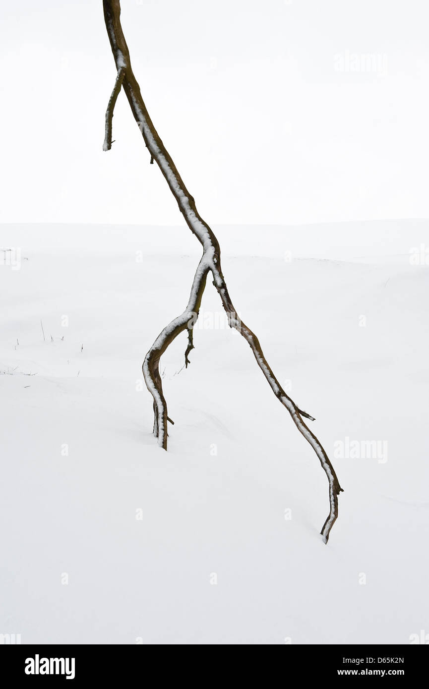 A tree branch broken by the snow during the hard late winter of 2013 ...