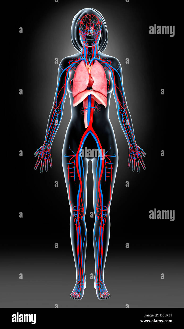 Female anatomy, artwork Stock Photo - Alamy