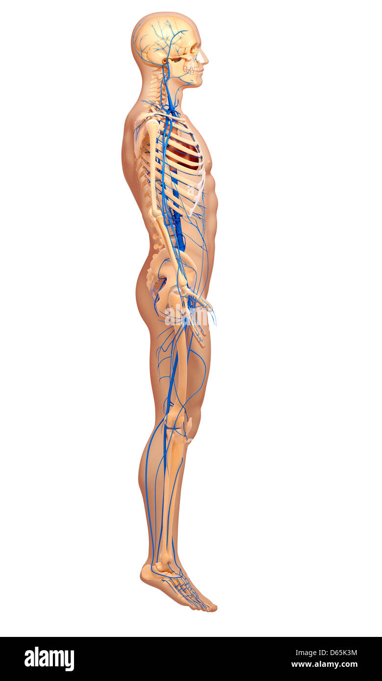 Human heart anatomy side view Cut Out Stock Images & Pictures - Alamy