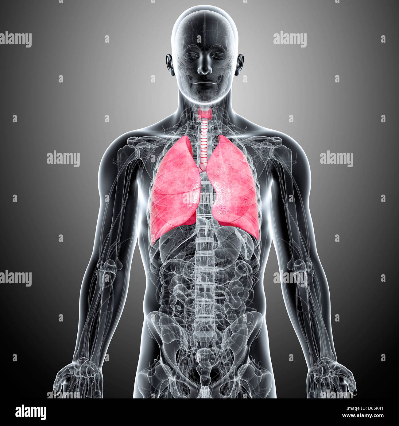 Male lungs, artwork Stock Photo - Alamy