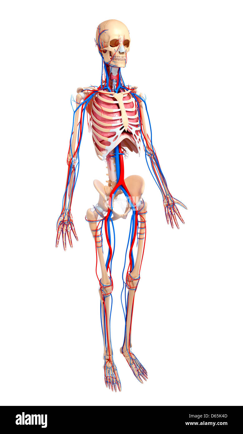 Human skull three quarter view Cut Out Stock Images & Pictures - Alamy