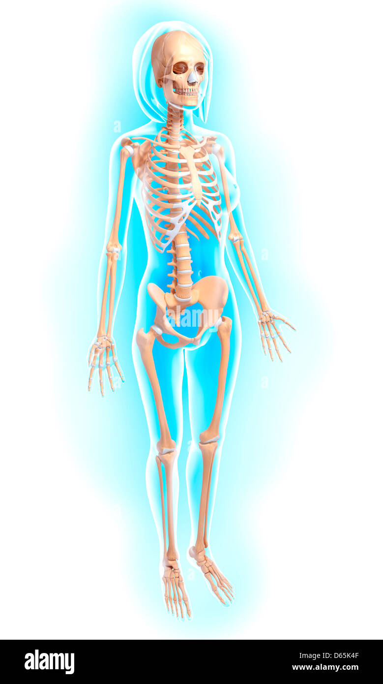 Female skeleton, artwork Stock Photo - Alamy