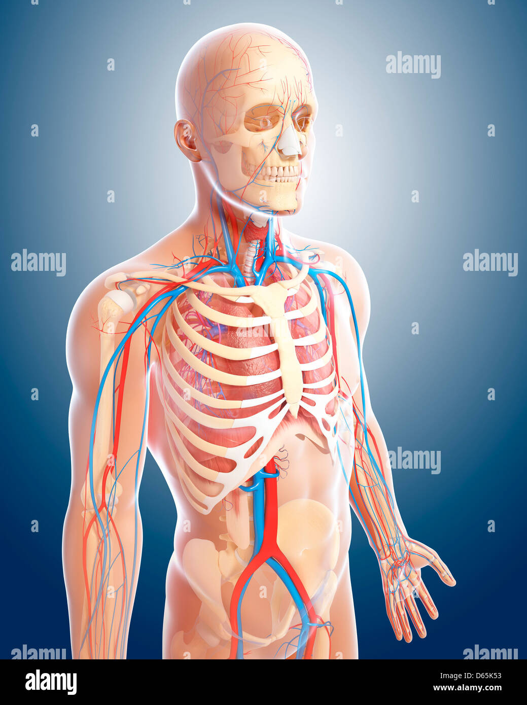 Upper body human lungs hi-res stock photography and images - Alamy