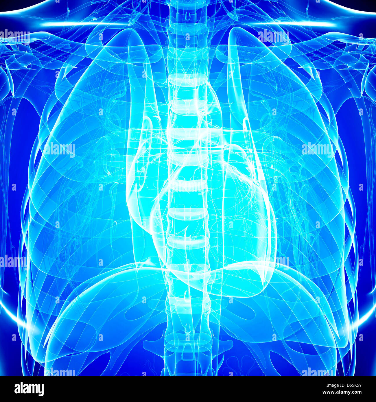 Heart skeleton hi-res stock photography and images - Alamy