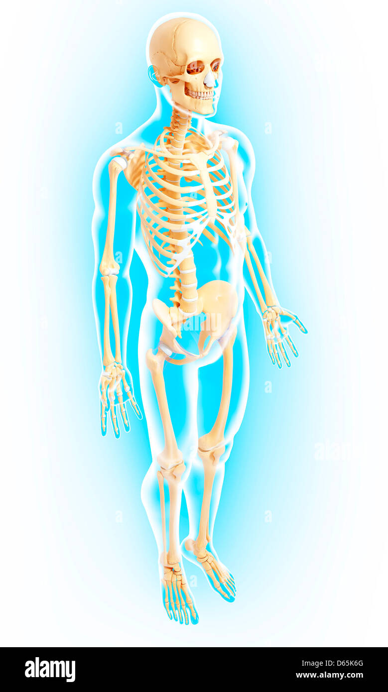Male skeleton, artwork Stock Photo - Alamy