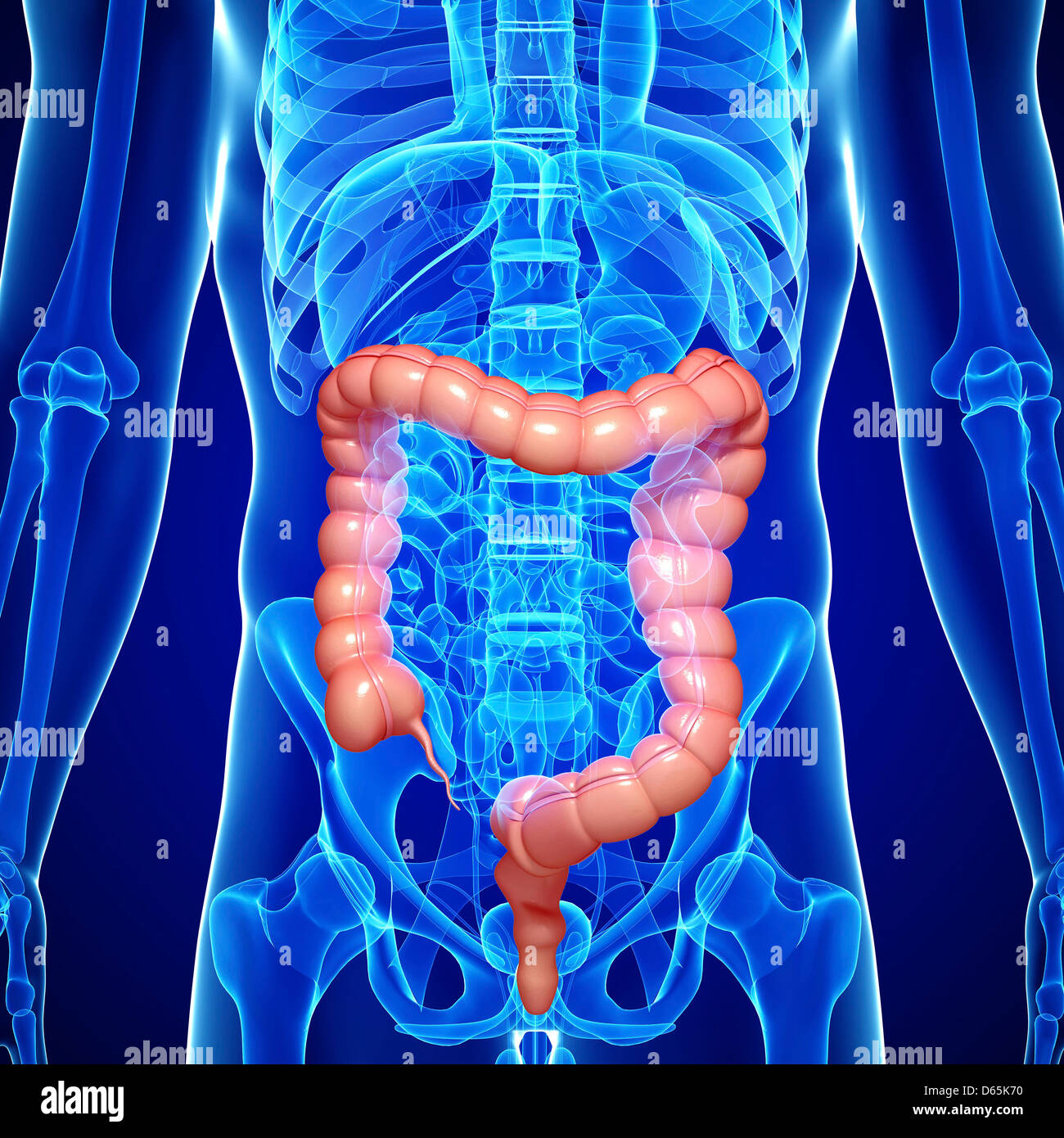 Male Large Intestine High Resolution Stock Photography and Images - Alamy