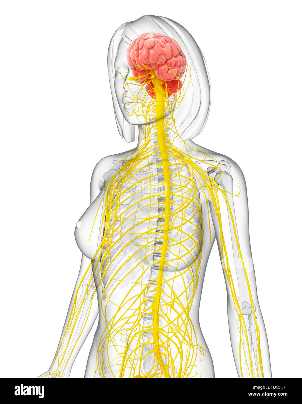 Female central nervous system, artwork Stock Photo - Alamy