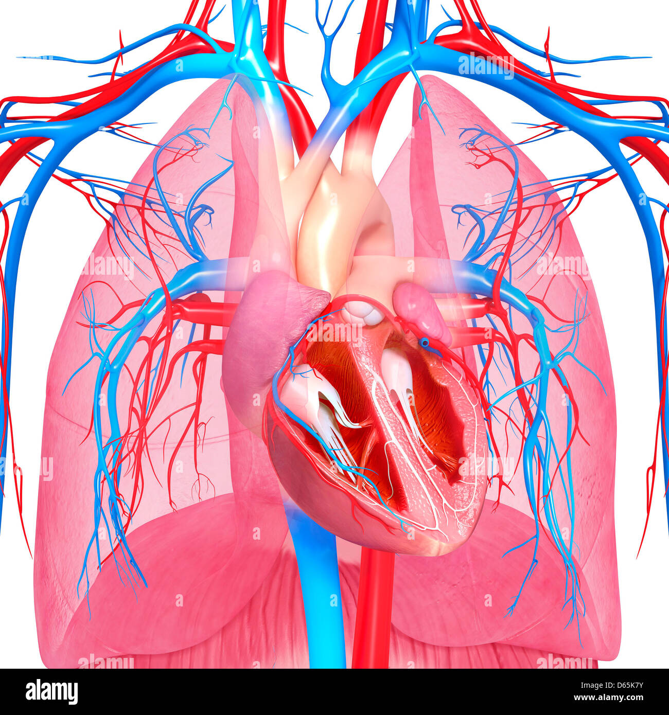 Chest anatomy, artwork Stock Photo - Alamy