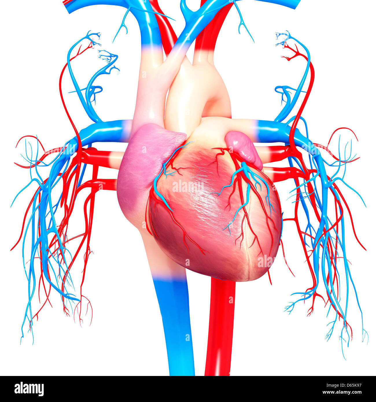 Human heart, artwork Stock Photo - Alamy