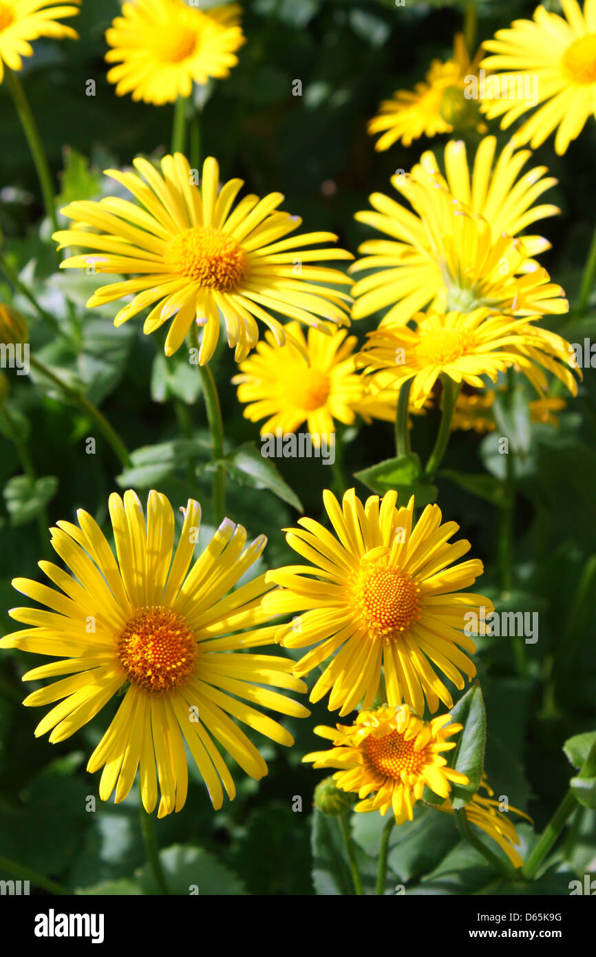 Fresh flowers in a garden Stock Photo - Alamy