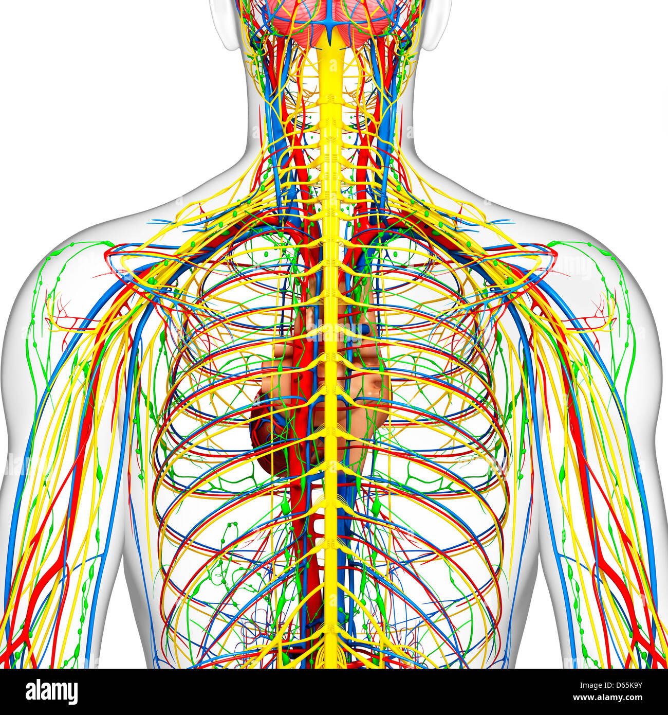 Chest anatomy, artwork Stock Photo - Alamy