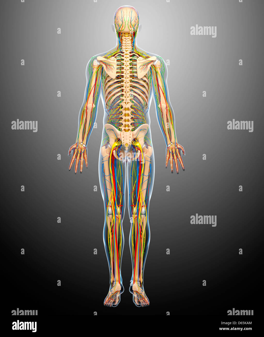 Male anatomy body full length hi-res stock photography and images - Alamy