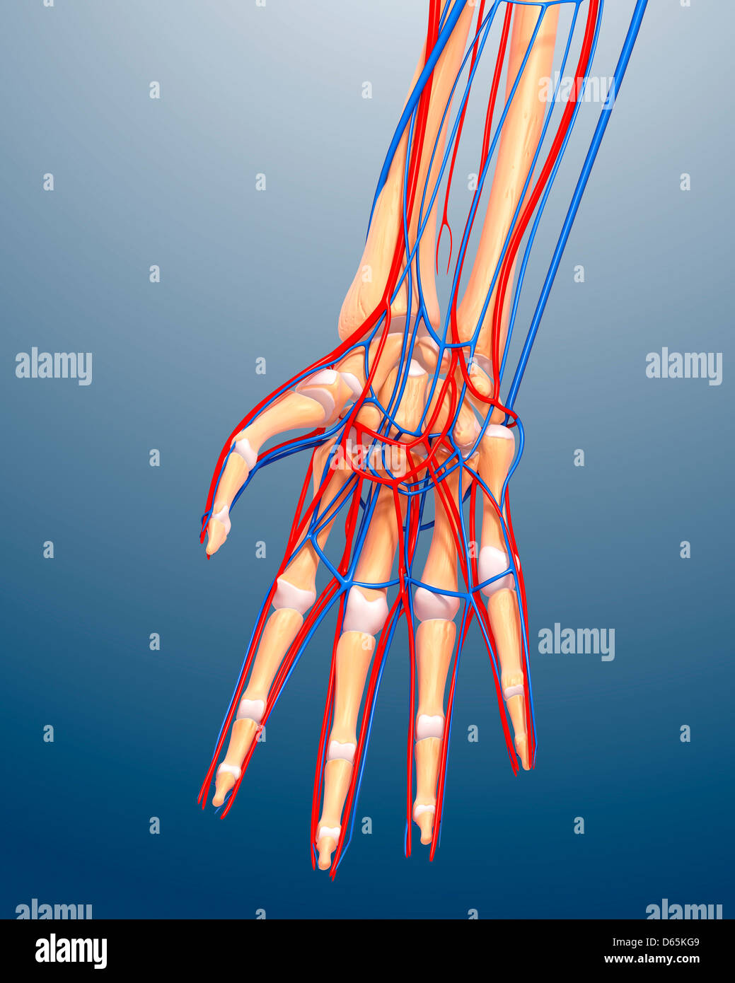 Radius And Ulna High Resolution Stock Photography and Images - Alamy