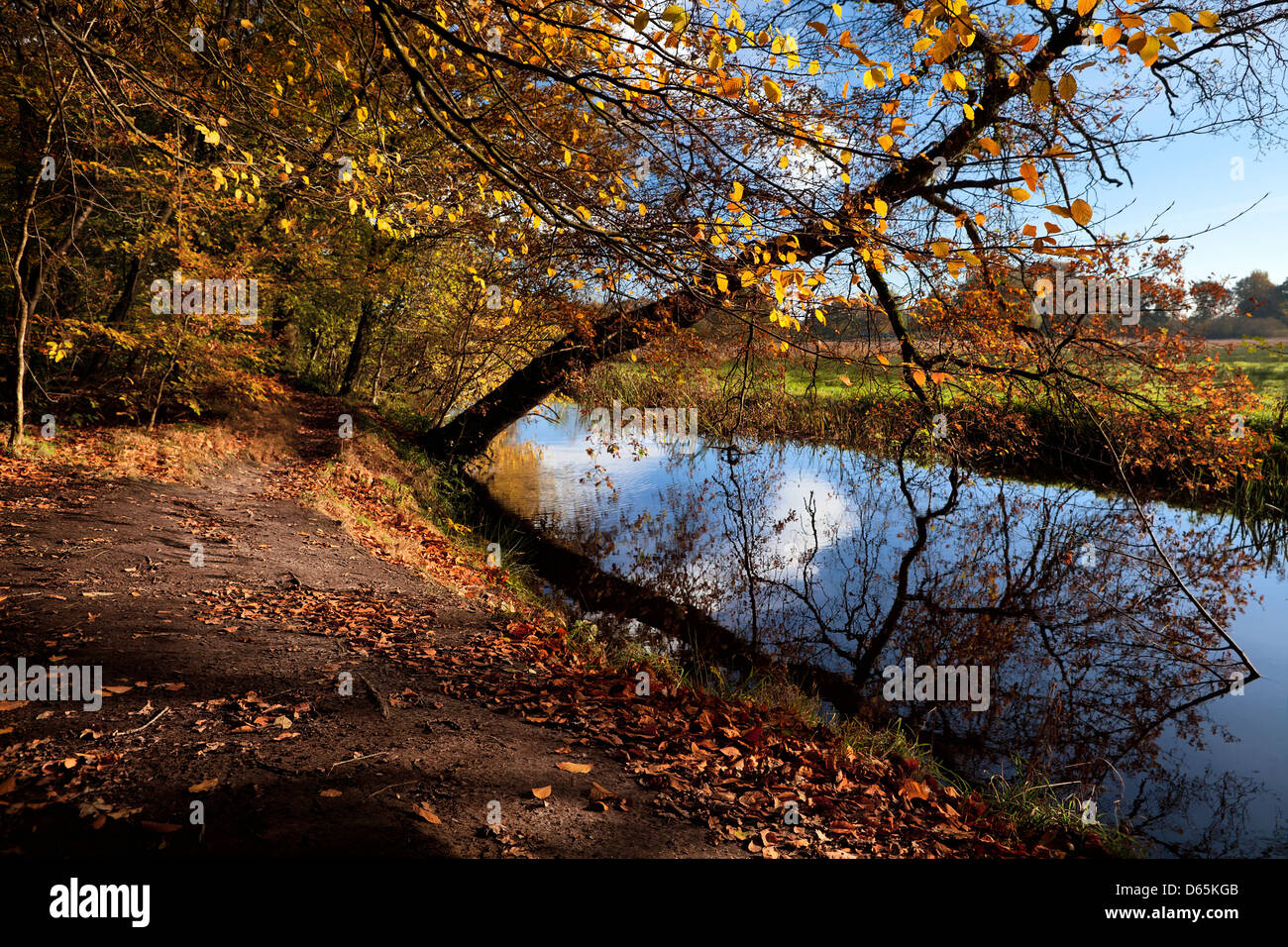 Path in the woods by the river hi-res stock photography and images - Alamy