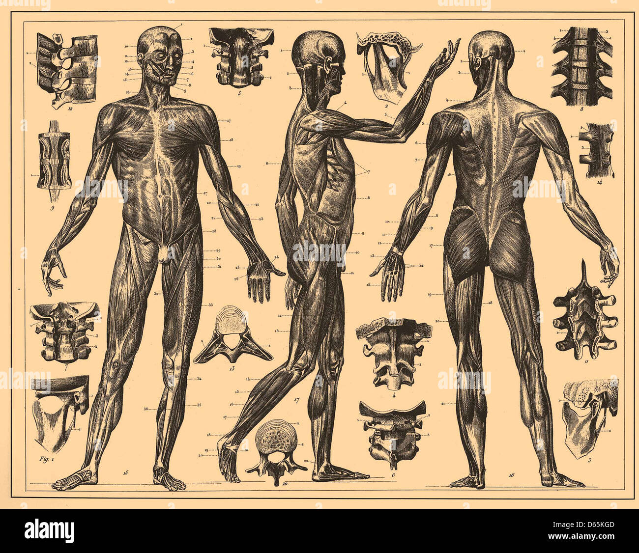 An anatomical illustration from the Brockhaus & Efron Encyclopedic ...