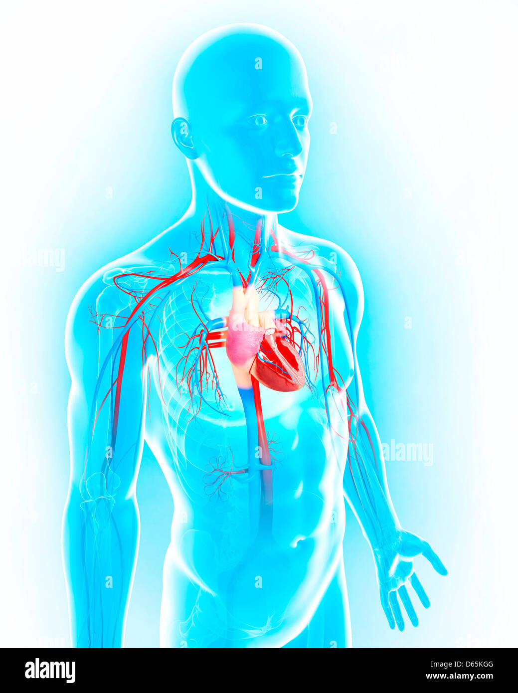 Male cardiovascular system, artwork Stock Photo - Alamy