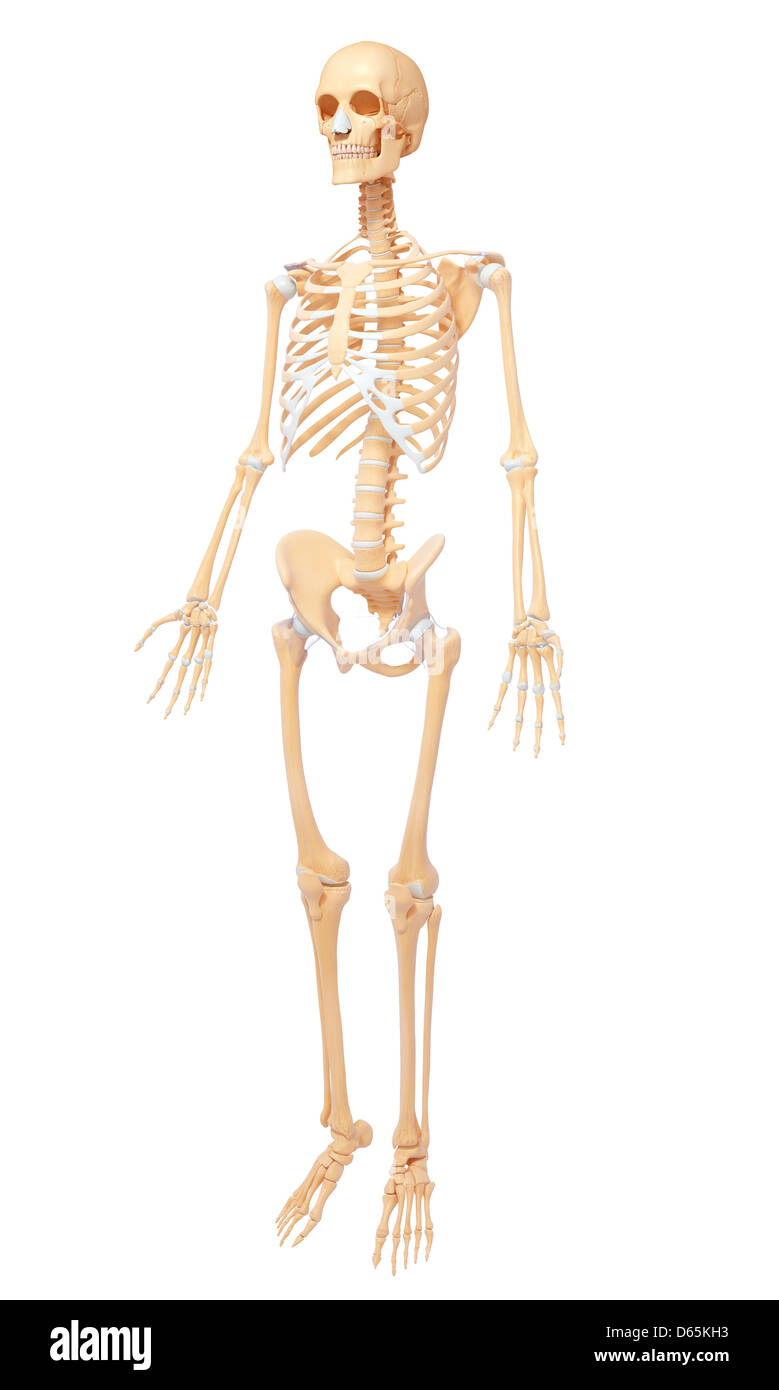 Human skeleton hi-res stock photography and images - Alamy