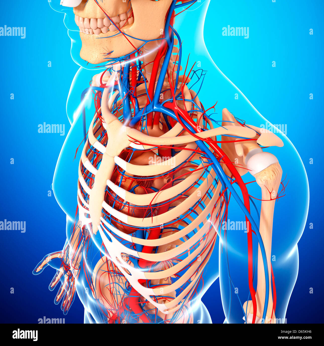 Upper body anatomy, artwork Stock Photo - Alamy Upper body anatomy, artwork Stock Photo - Alamy