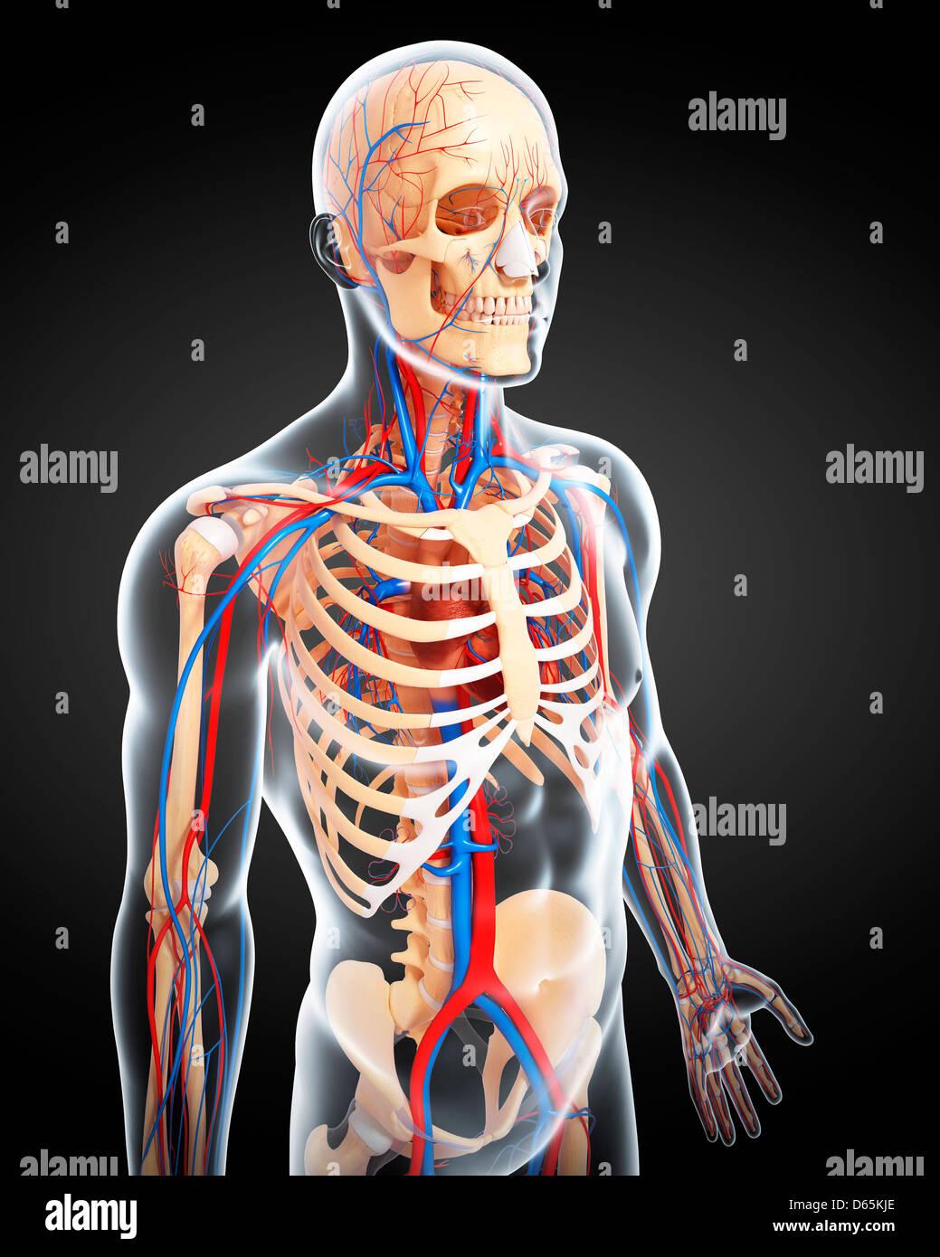 Upper body anatomy, artwork Stock Photo - Alamy