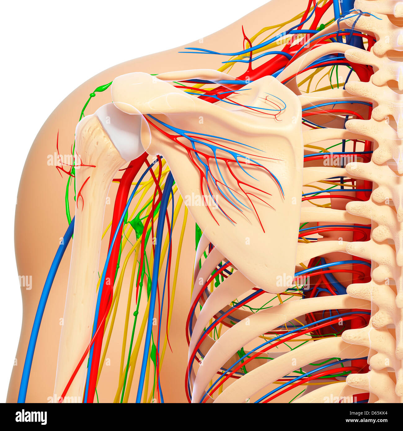 Shoulder anatomy, artwork Stock Photo - Alamy
