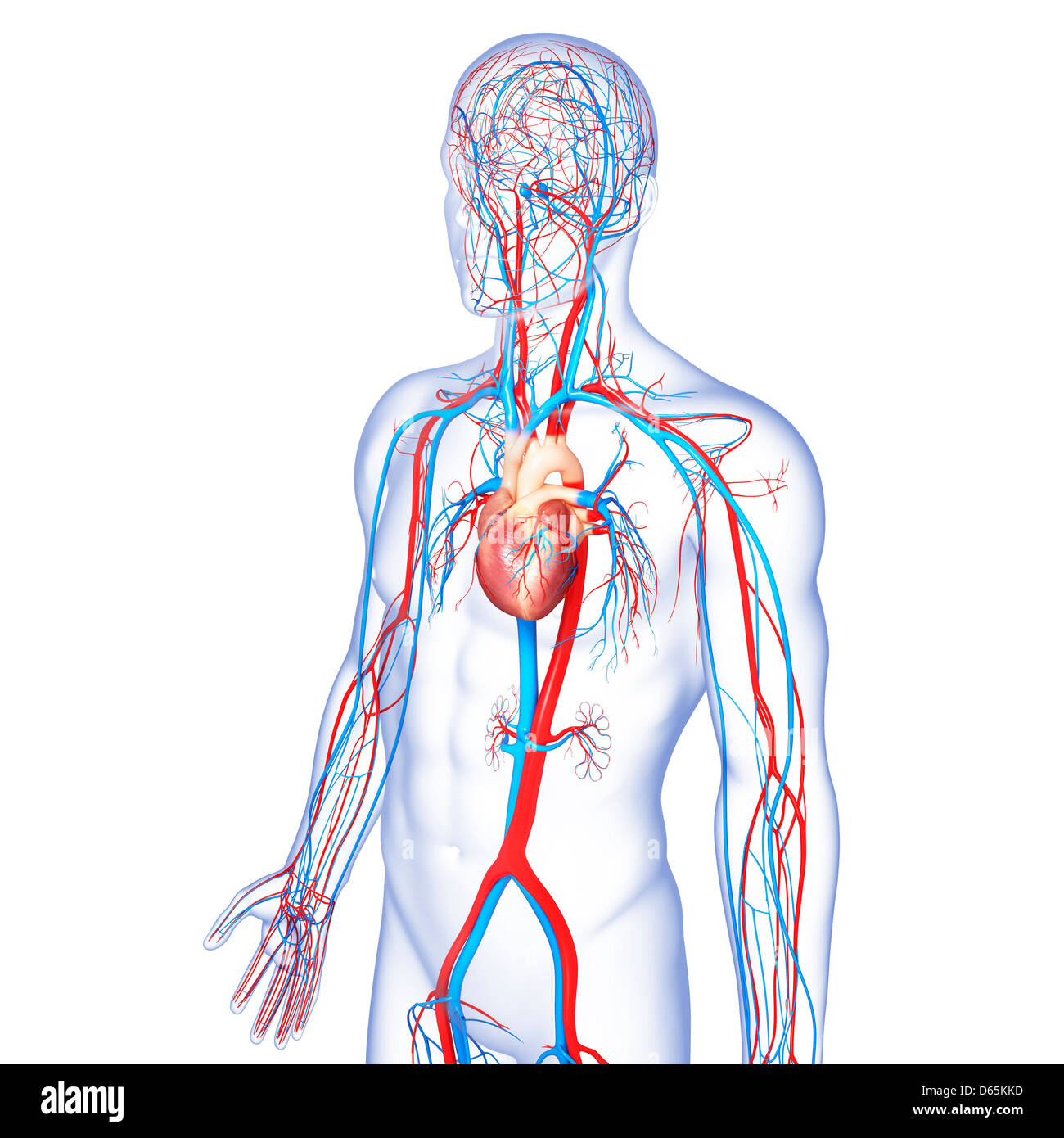Cardiovascular system, artwork Stock Photo - Alamy