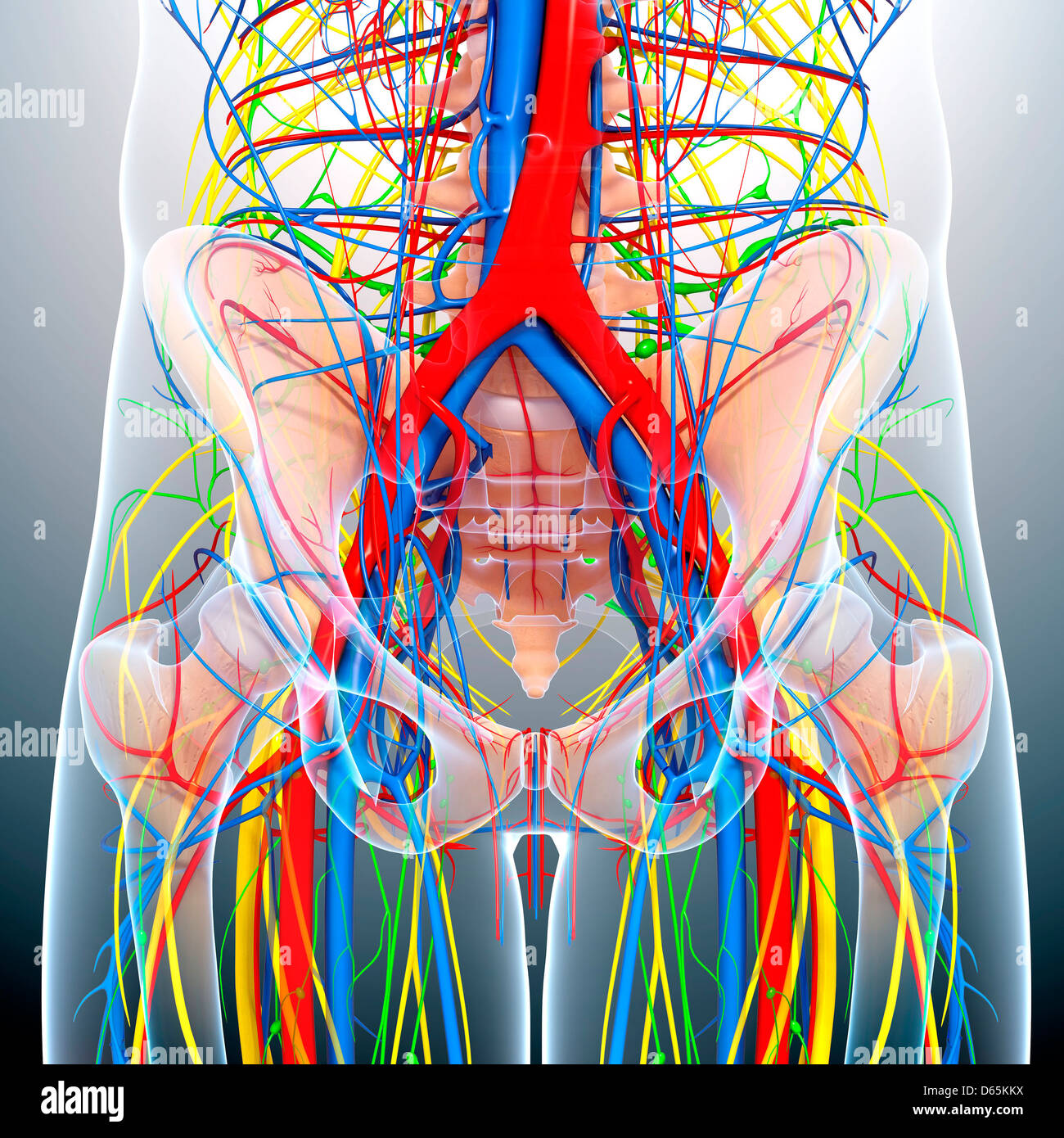 Pelvis anatomy, artwork Stock Photo - Alamy