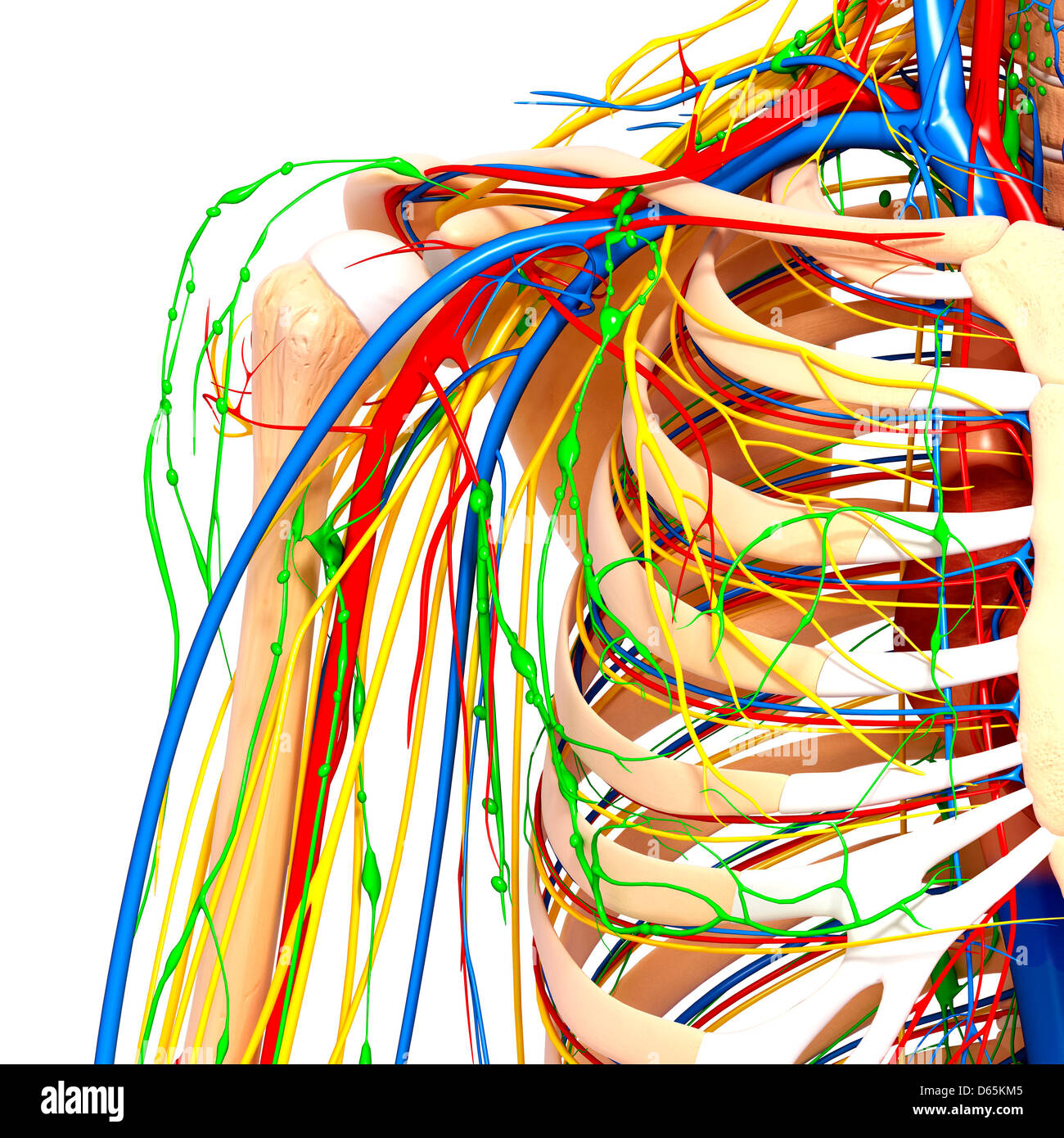 Shoulder blood supply hi-res stock photography and images - Alamy