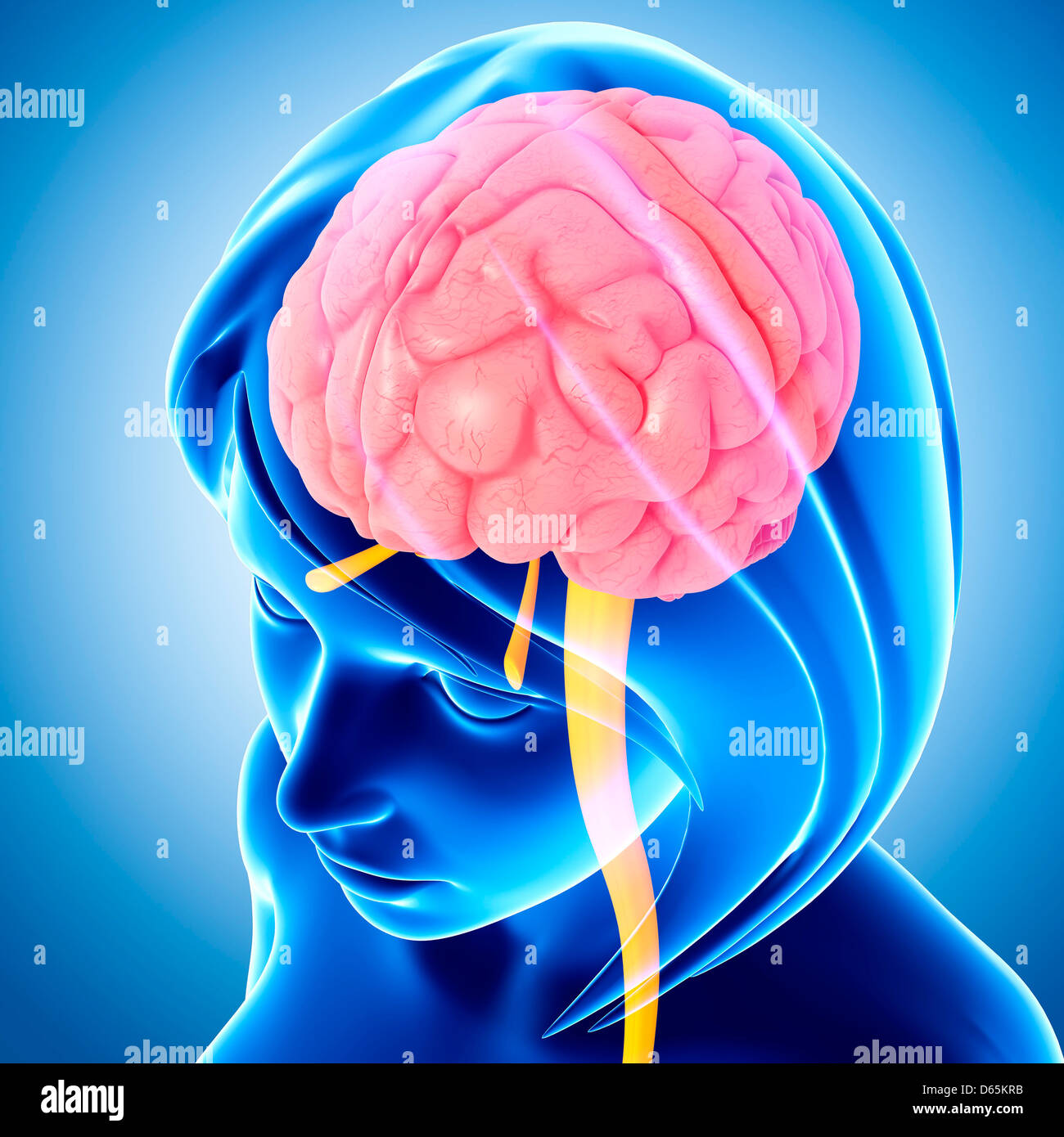 Female brain, artwork Stock Photo - Alamy