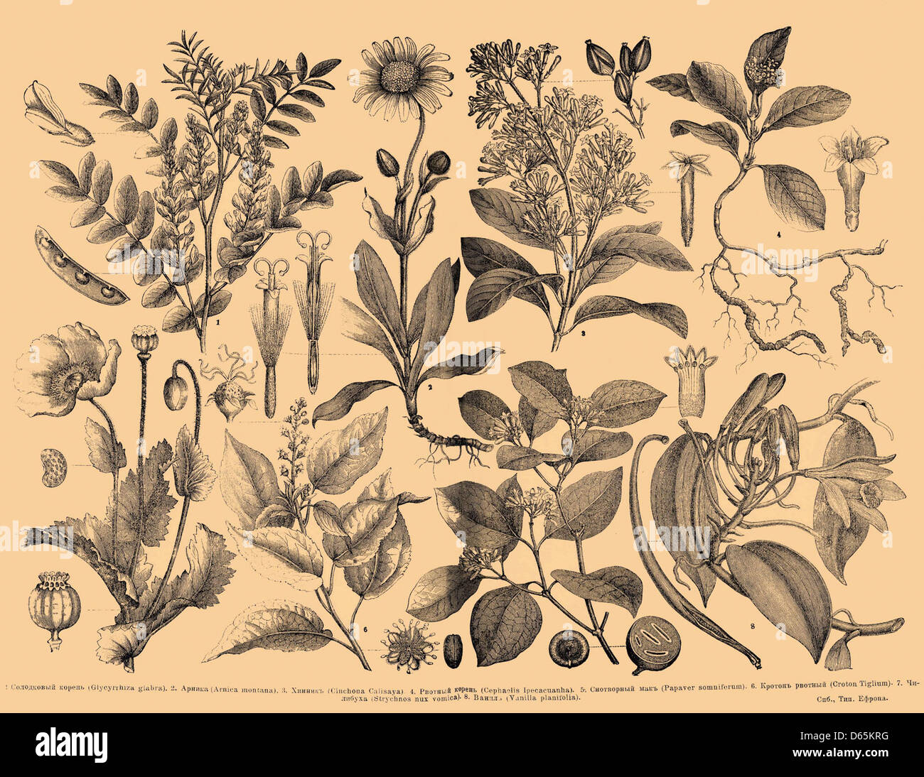 The Brockhaus & Efron Encyclopedic Dictionary's botanical section ...