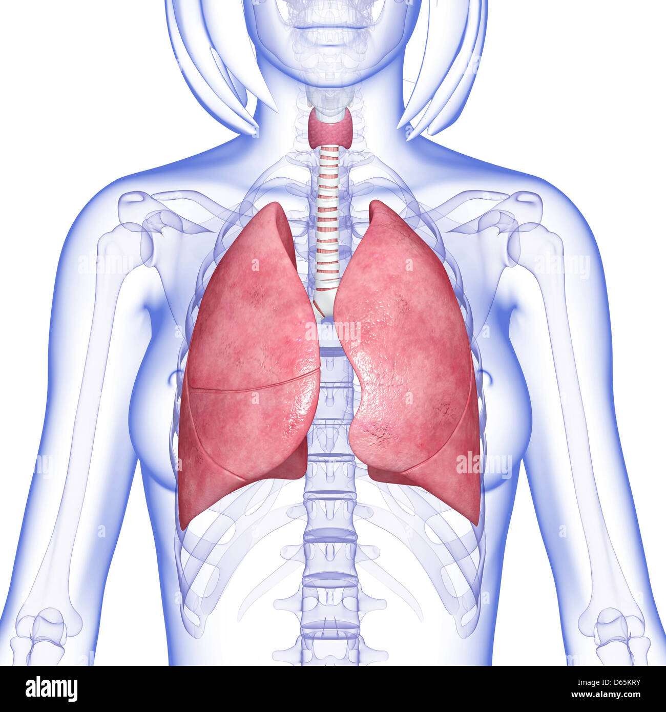 Female Lungs Stock Photos & Female Lungs Stock Images - Alamy