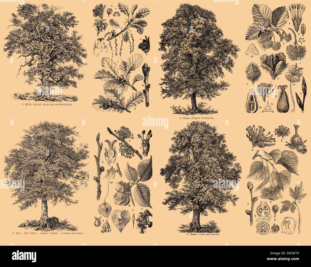 An illustration from the Brockhaus & Efron Encyclopedic Dictionary ...