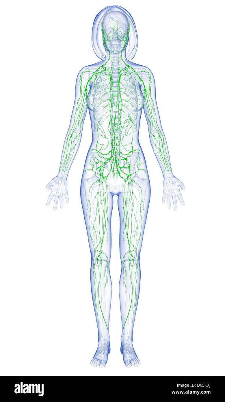 Female Lymphatic System