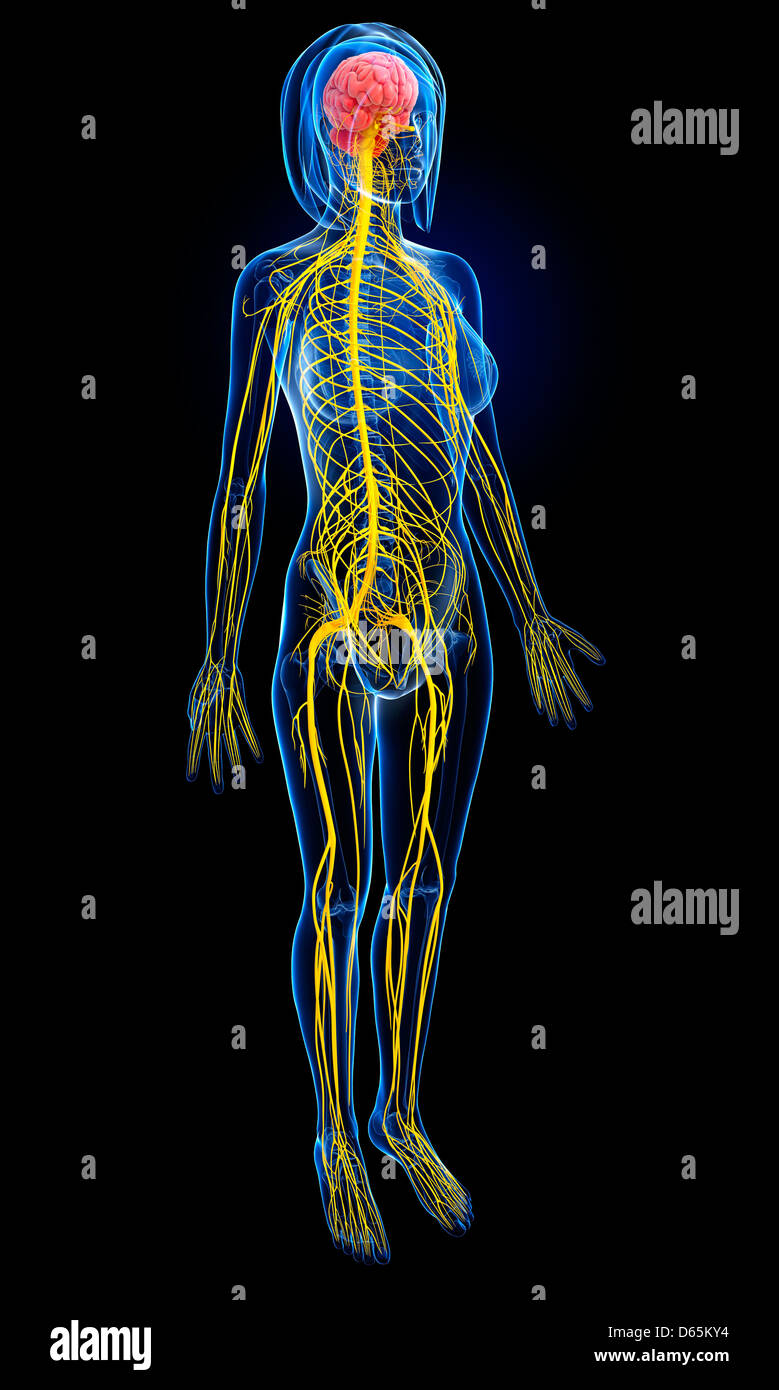 Female central nervous system, artwork Stock Photo - Alamy