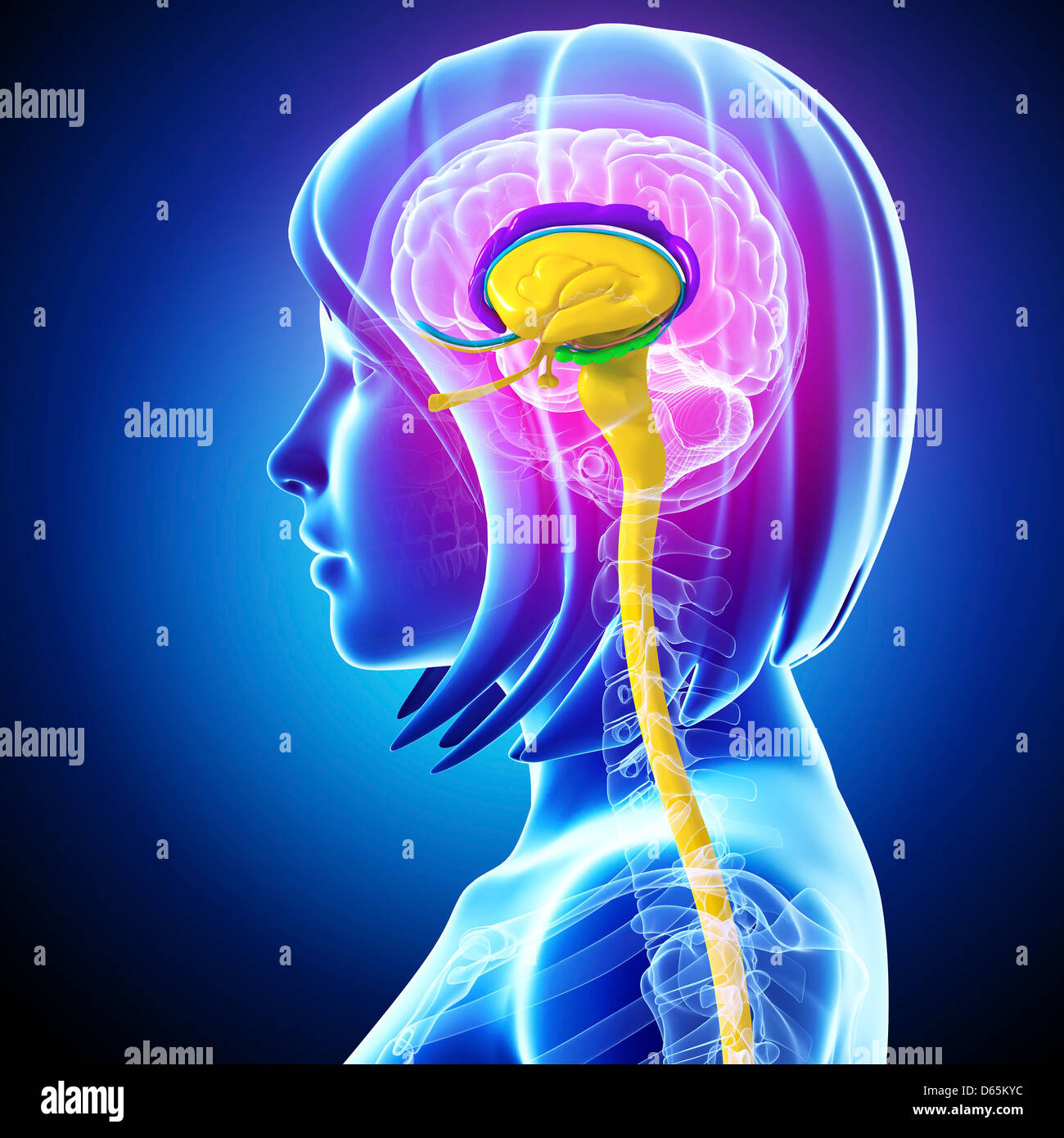 Female brain, artwork Stock Photo - Alamy